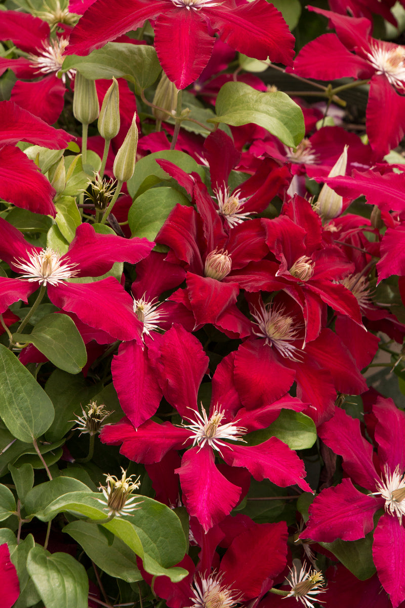 Clematis 'Rebecca' 2 gallon – Phantom 2 Go