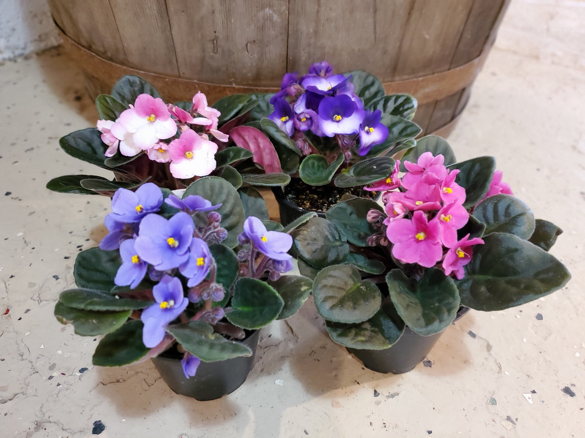 African Violet, assorted 4" – Phantom 2 Go