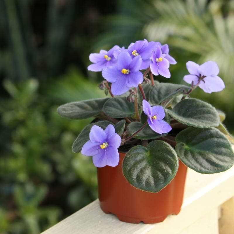 African Violet, assorted 5" – Phantom 2 Go