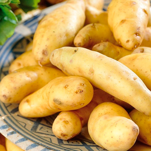 Seed Potato - Austrian Crescent 5/pk – Phantom 2 Go