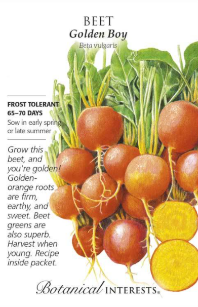 Beet, Golden Boy – Phantom 2 Go