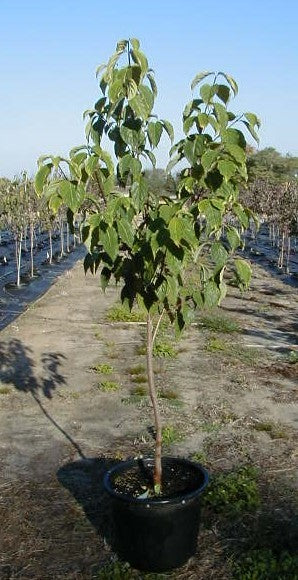 Cornus (Dogwood) x 'Rutcan' 'Constellation' 7 gal 5-6' – Phantom 2 Go