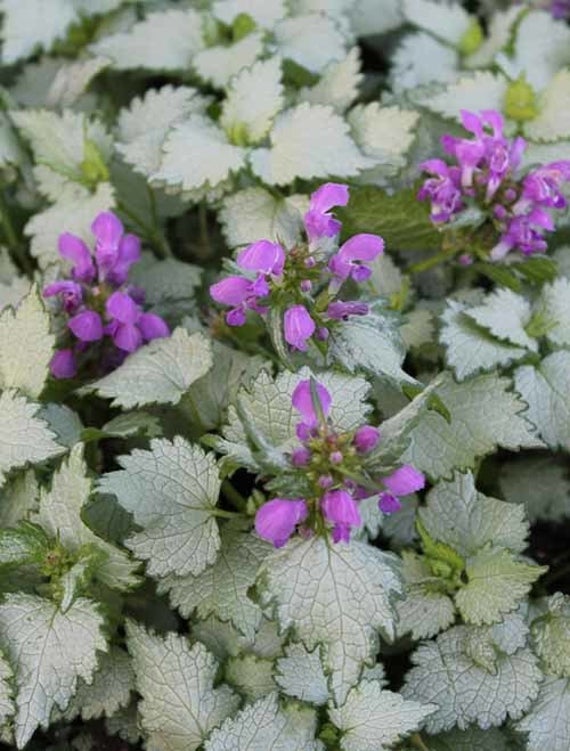 Lamium maculatum ‘Ghost’ (Spotted Deadnettle) 2 gallon – Phantom 2 Go
