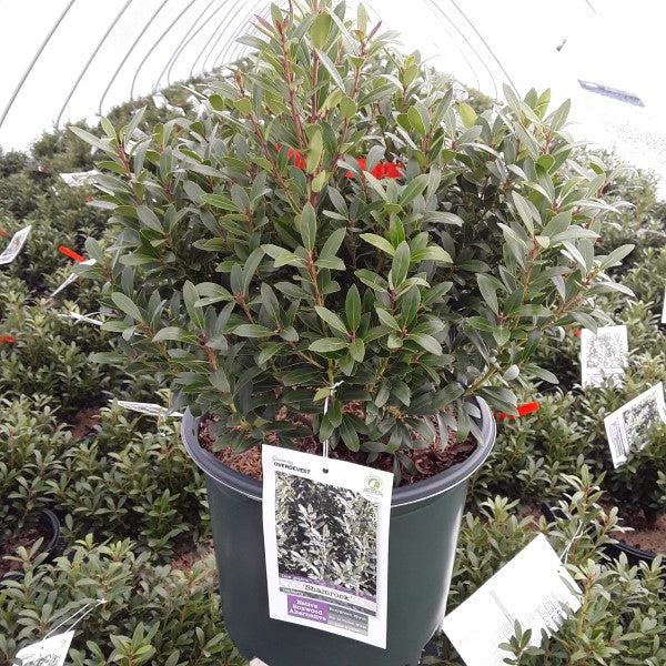 Ilex glabra (Inkberry) 'Shamrock' 3 gallon – Phantom 2 Go