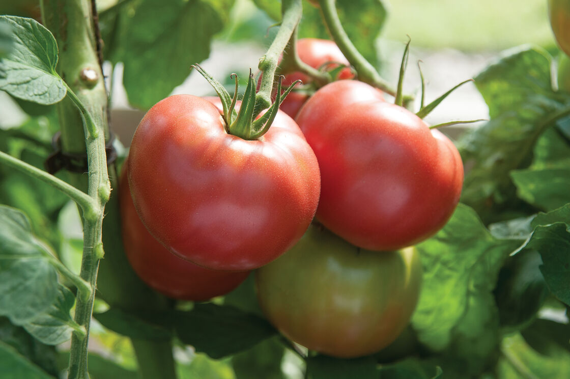 Tomato - Heirloom – Phantom 2 Go