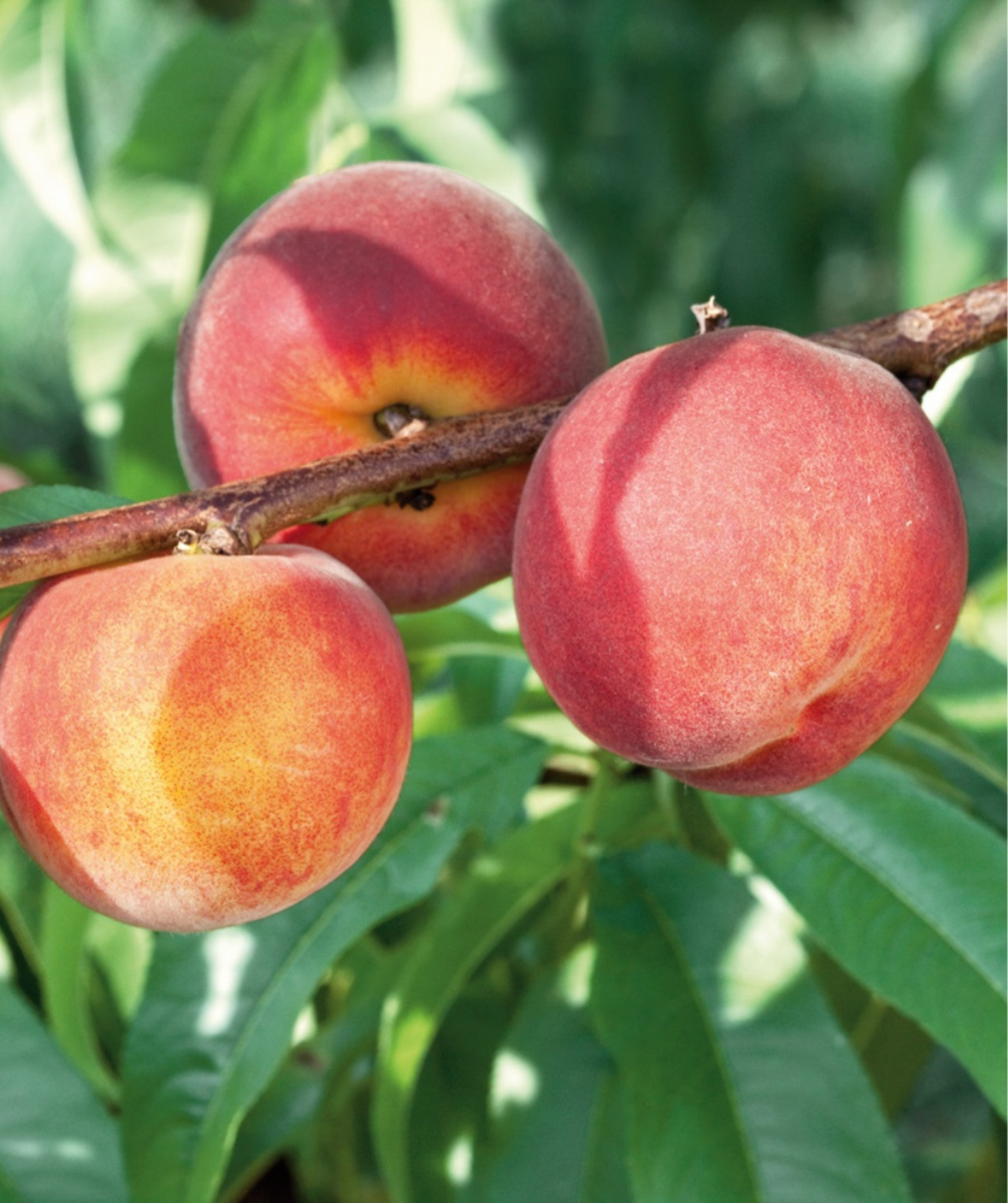 Peach 'Canadian Harmony' – Phantom 2 Go