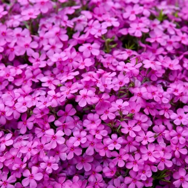 Phlox, Creeping 'Spring Bling Ruby Riot' 1.5 gallon – Phantom 2 Go