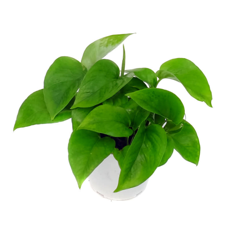 Pothos, Jade – Phantom 2 Go