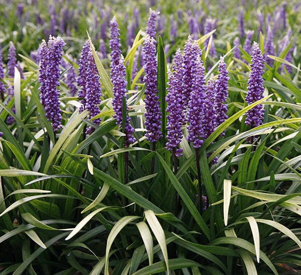 Liriope muscari 'Purple Explosion' (Lilyturf) 1.5 gallon – Phantom 2 Go